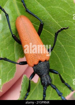 Golden-winged Elderberry Borer (Desmocerus aureipennis) Insecta Stock ...