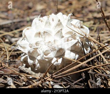 Sculpted Puffball (Calvatia sculpta), Fungi, Ehlanzeni District ...