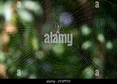 A spider and its web at Serenada Eco Resort Uganda Stock Photo - Alamy