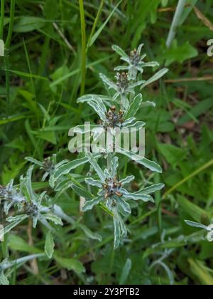 marsh cudweed (Gnaphalium uliginosum), Plantae, Tammisaari Stock Photo ...