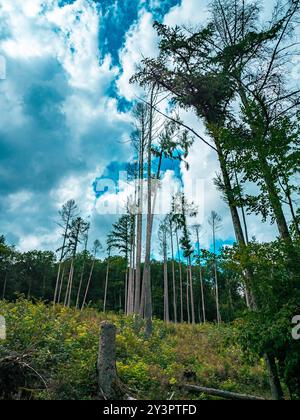 Multiple dead trees in a German forest Stock Photo - Alamy