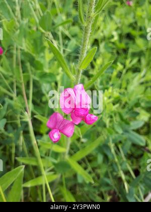 tuberous pea (Lathyrus tuberosus) Plantae Stock Photo - Alamy