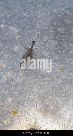 oak snakefly (Phaeostigma notata) Insecta Stock Photo - Alamy