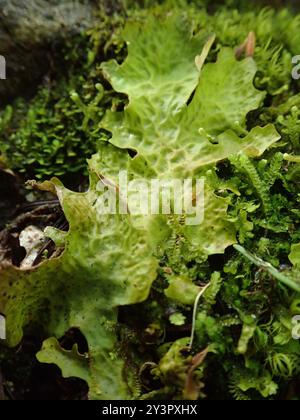 Cabbage Lung Lichen (Lobaria linita) Fungi Stock Photo - Alamy