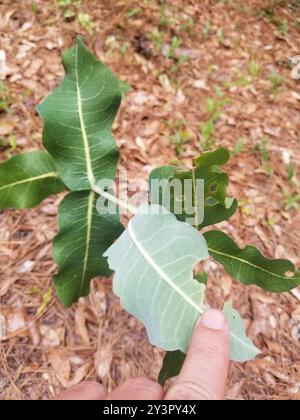 clasping milkweed (Asclepias amplexicaulis) Plantae Stock Photo - Alamy