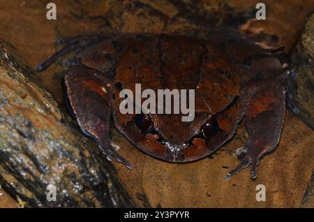 Hairy Frog (Astylosternus robustus) Amphibia Stock Photo - Alamy