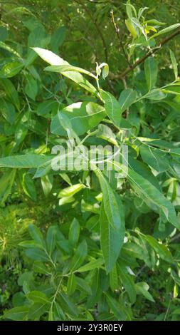 Prairie Willow (Salix humilis humilis) Plantae Stock Photo - Alamy