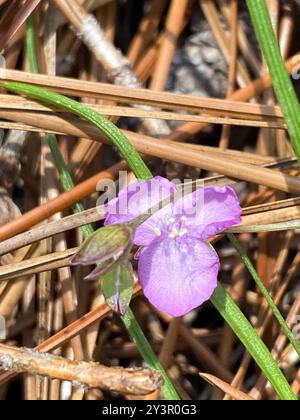 Grassleaf Roseling (Callisia graminea) Plantae Stock Photo - Alamy