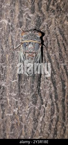 Scrub Cicadas (Diceroprocta Stock Photo - Alamy