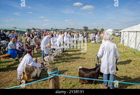 Pygmy goats and their owners in the judging ring at the Frome Cheese ...
