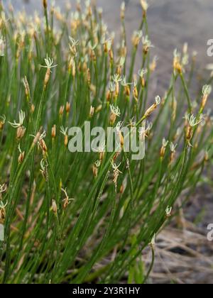 Tufted Bulrush (Trichophorum cespitosum) Plantae Stock Photo - Alamy