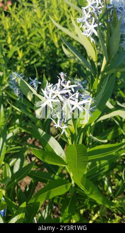 eastern bluestar (Amsonia tabernaemontana), Plantae, Ogunquit Stock ...