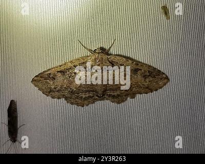 Maple Zale Moth (Zale galbanata), Insecta, moth light 102 queen anne ...