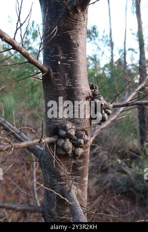 Oyster Bay cypress-pine (Callitris rhomboidea) Plantae Stock Photo - Alamy