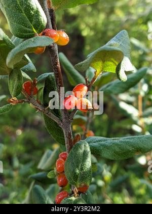 Canadian buffalo-berry (Shepherdia canadensis) Plantae Stock Photo - Alamy