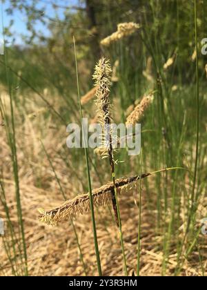 water sedge (Carex aquatilis) Plantae Stock Photo - Alamy