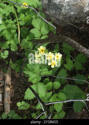 sticky cinquefoil (Drymocallis glandulosa) Plantae Stock Photo - Alamy