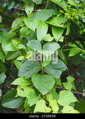 (Canavalia lineata) Plantae Stock Photo - Alamy