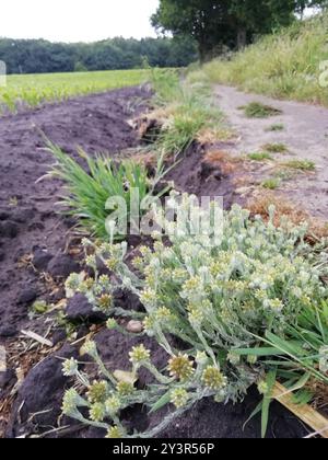 Common Cudweed (Filago germanica) Plantae Stock Photo - Alamy