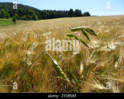 Bald Brome (Bromus racemosus) Plantae Stock Photo - Alamy