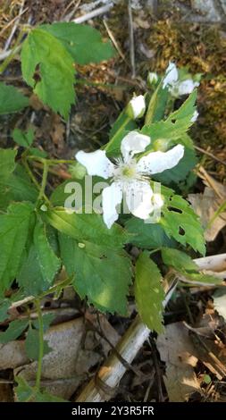 Common Dewberry (Rubus flagellaris) Plantae Stock Photo - Alamy