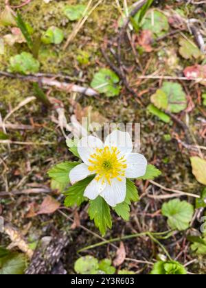 White Globeflower (Trollius albiflorus) Plantae Stock Photo - Alamy