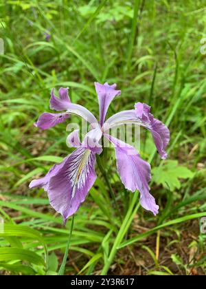 Oregon iris (Iris tenax) Plantae Stock Photo - Alamy