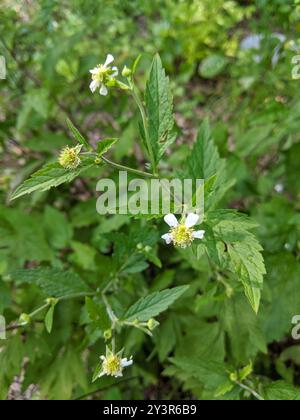 white avens (Geum canadense) Plantae Stock Photo - Alamy