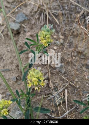 Alfalfa Complex (Medicago sativa) Plantae Stock Photo - Alamy