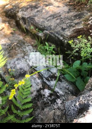 bur reed sedge (Carex sparganioides) Plantae Stock Photo - Alamy
