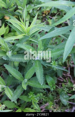 swamp lousewort (Pedicularis lanceolata) Plantae Stock Photo - Alamy