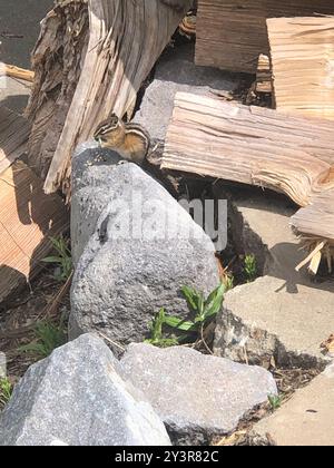 Townsend's Chipmunk (Neotamias townsendii) Mammalia Stock Photo - Alamy
