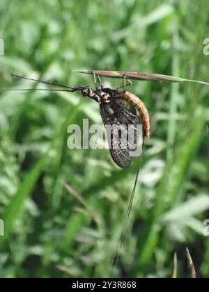 Drake Mackerel (Ephemera vulgata), Insecta, Свердловская обл., Россия ...