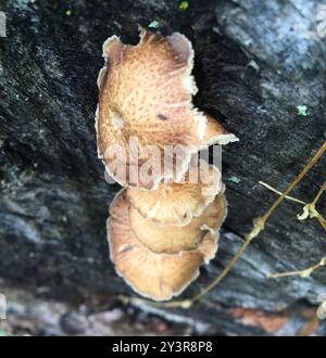 Spring Polypore (Lentinus arcularius) Fungi Stock Photo - Alamy