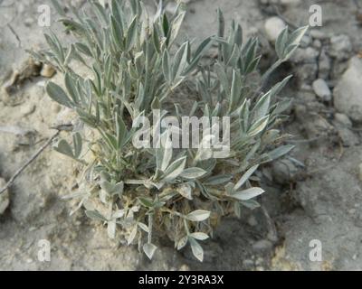 Threeleaf Milkvetch (Astragalus gilviflorus) Plantae Stock Photo - Alamy