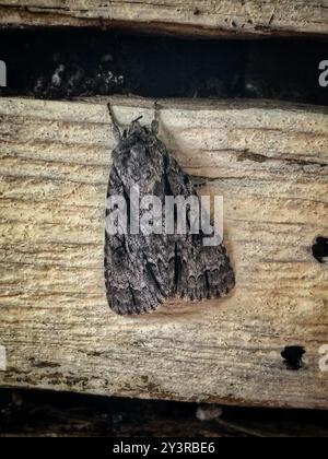 Cherry Dagger (Acronicta hasta) Insecta Stock Photo - Alamy