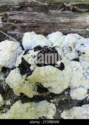 (Fuligo septica candida) Protozoa Stock Photo - Alamy