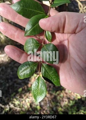Grey Myrtle (Backhousia myrtifolia) Plantae Stock Photo - Alamy