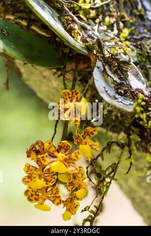 Oncidium orchid in bloom Stock Photo - Alamy