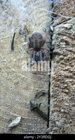 Bennett's Laceweaver (Callobius bennetti) Arachnida Stock Photo - Alamy
