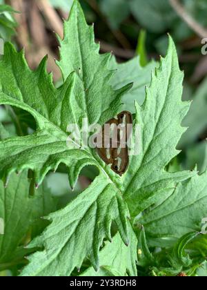 Ricaniid Planthoppers (Ricaniidae Stock Photo - Alamy