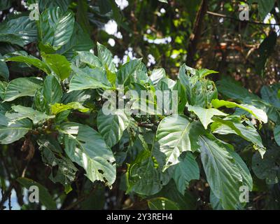 Milk Tree (Ficus benguetensis) Plantae Stock Photo - Alamy