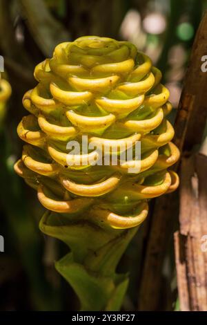 true ginger in the amazonian rain forest Stock Photo - Alamy