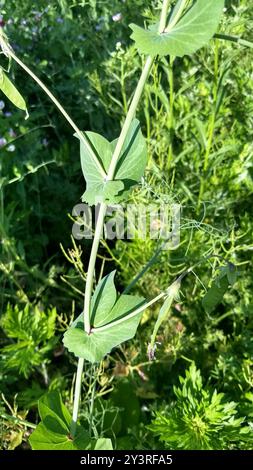 Common Pea (Pisum sativum) Plantae Stock Photo - Alamy