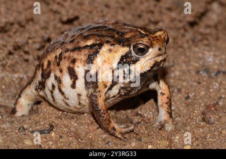 Sand Rain Frog (Breviceps rosei rosei) Amphibia Stock Photo - Alamy