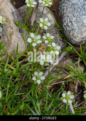 Alpine Pearlwort (Sagina saginoides) Plantae Stock Photo - Alamy