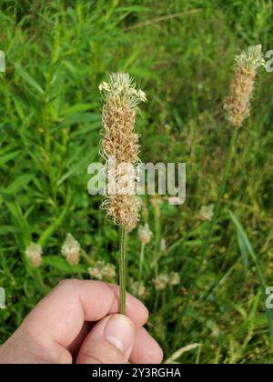 ribwort plantain (Plantago lanceolata) Plantae Stock Photo - Alamy