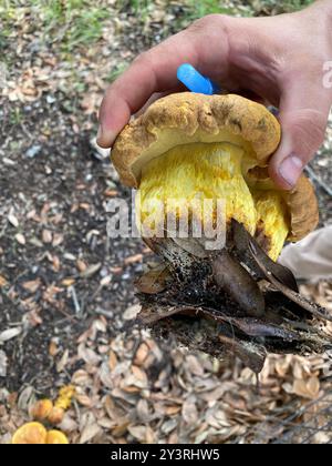 Butter Boletes (Butyriboletus) Fungi Stock Photo - Alamy