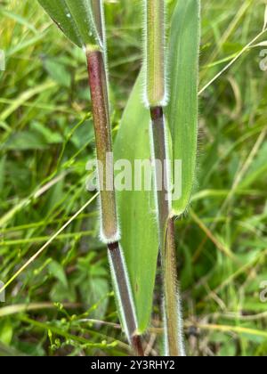 Velvet Panicum (Dichanthelium scoparium) Plantae Stock Photo - Alamy