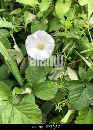 false bindweeds (Calystegia) Plantae Stock Photo - Alamy